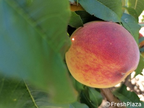 Percoche: frutti grandi e dolci nell'impianto di un neo agricoltore