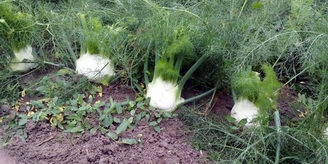 Finocchi del foggiano in attesa di un acquirente