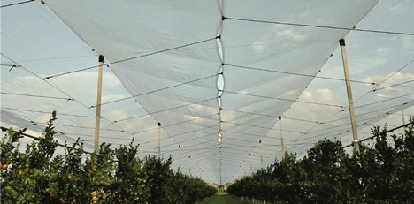 Rete Kristal: successi trentennali e grandi benefici sugli agrumi ...