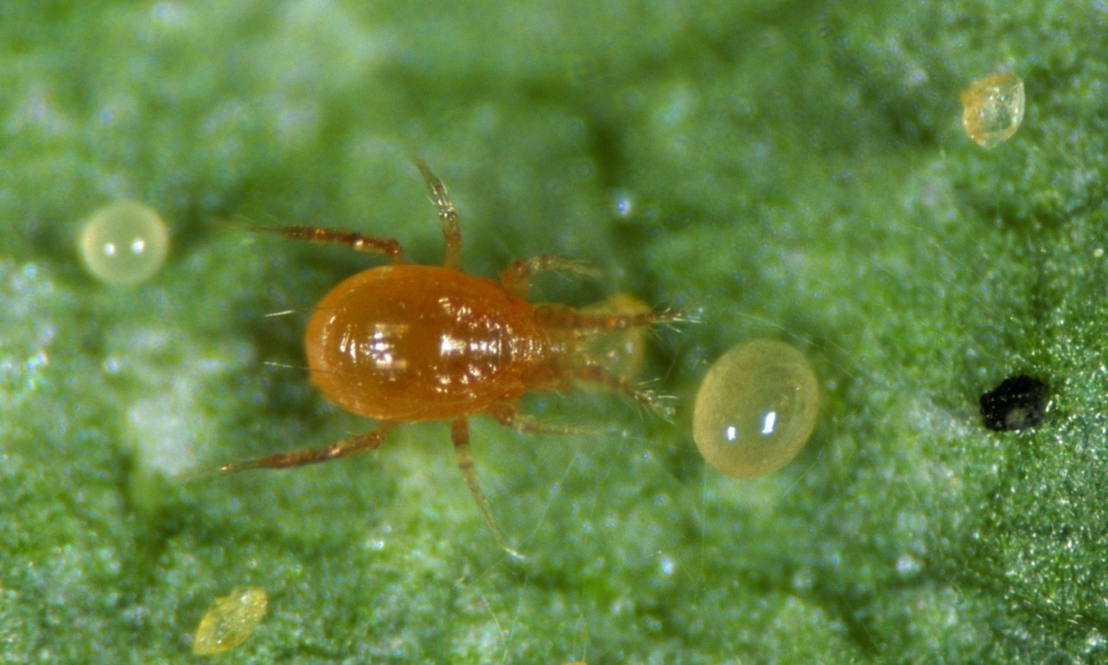 Useful insects used in southern Italy to preserve quality and defend ...