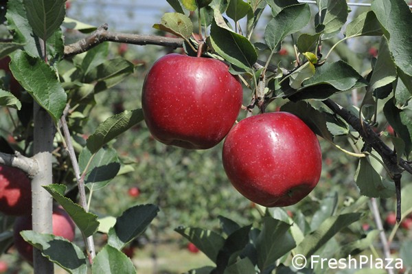 Italiaanse appelteelt wordt steeds meer biologisch