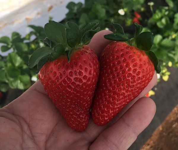 "Fragole made in Lucania" in un nuovo packaging sostenibile