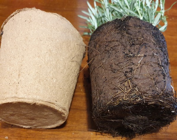 Biodegrable pots from niche product to more extensive use