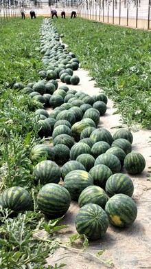 E' iniziata la campagna delle mini angurie Cora Seeds