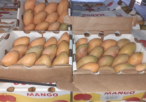 Il mango giallo è a uso esclusivo dei mercati etnici