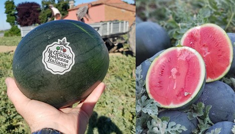 Se cultiva una nueva sandía en Italia, disponible hasta septiembre