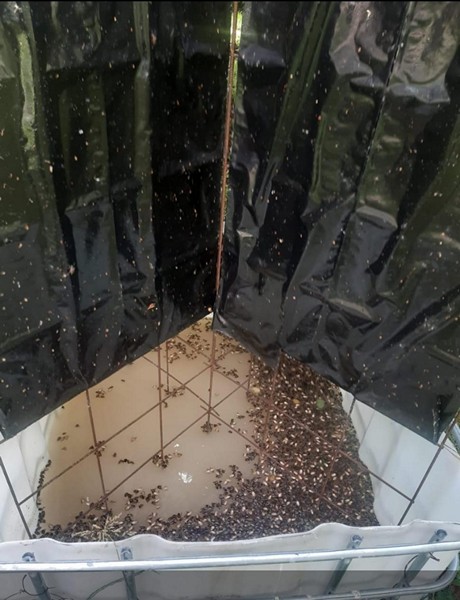 Cimice asiatica: le trappole autocostruite per la cattura massale sono ...