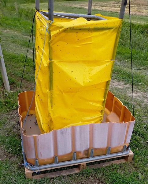 Cimice asiatica: le trappole autocostruite per la cattura massale sono ...