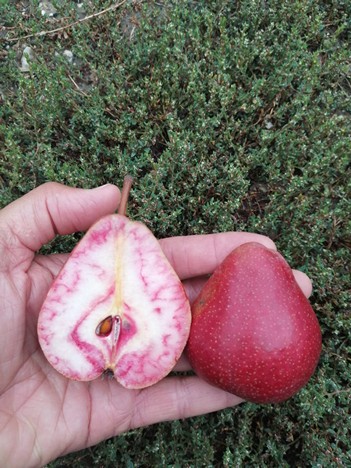 Crea erforscht neue italienische Birnensorten