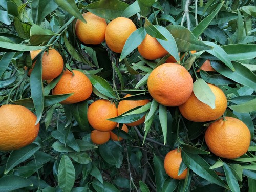 Il mutamento climatico cambia volto alla coltivazione del clementine ...
