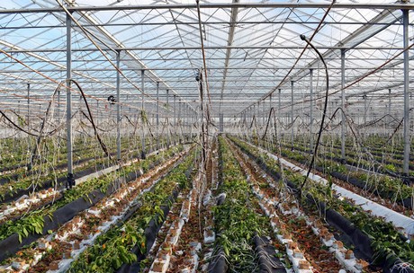 What a greenhouse looks like during crop rotation