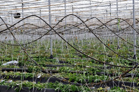 What a greenhouse looks like during crop rotation