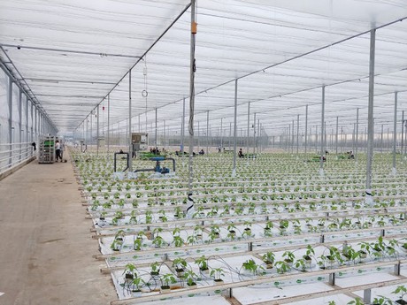 What a greenhouse looks like during crop rotation
