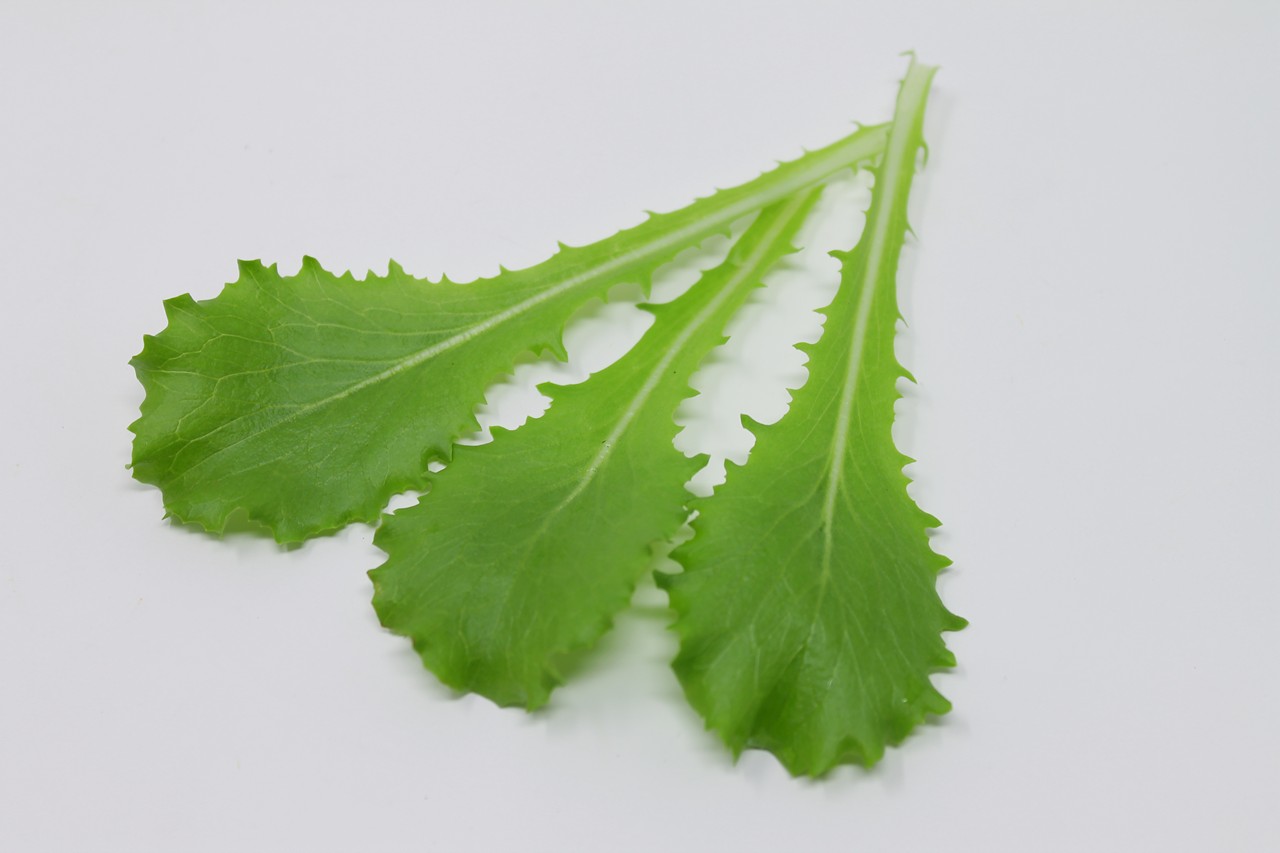 Baby leaf sla: diverse innovatieve Italiaanse variëteiten