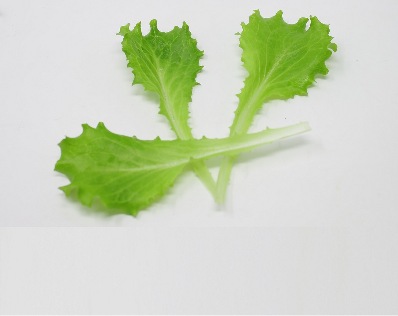 Baby leaf sla: diverse innovatieve Italiaanse variëteiten
