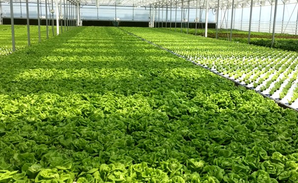 Horizontal farming: "Way more competitive than many people think"