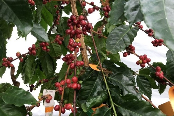 Coffee crisis reaches highest point since 1977