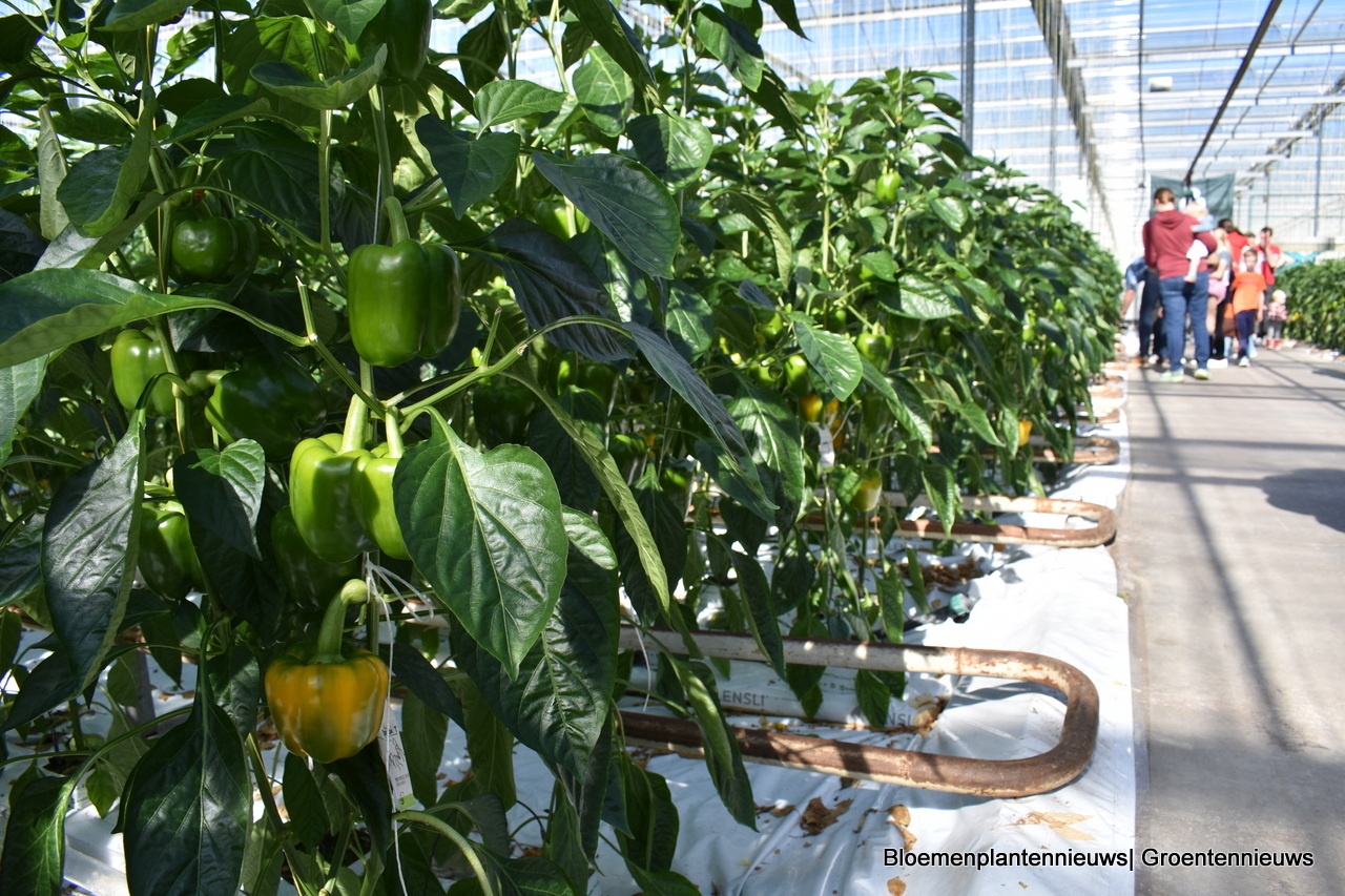 Dutch horticulture in 2040 to be smaller, more efficient