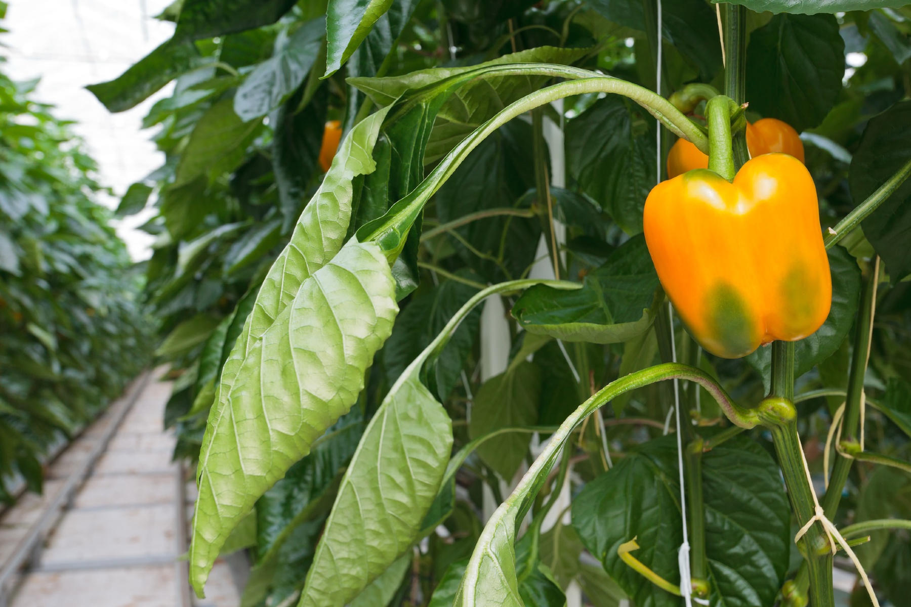 European pepper prices plummet as high volumes of tomatoes and ...