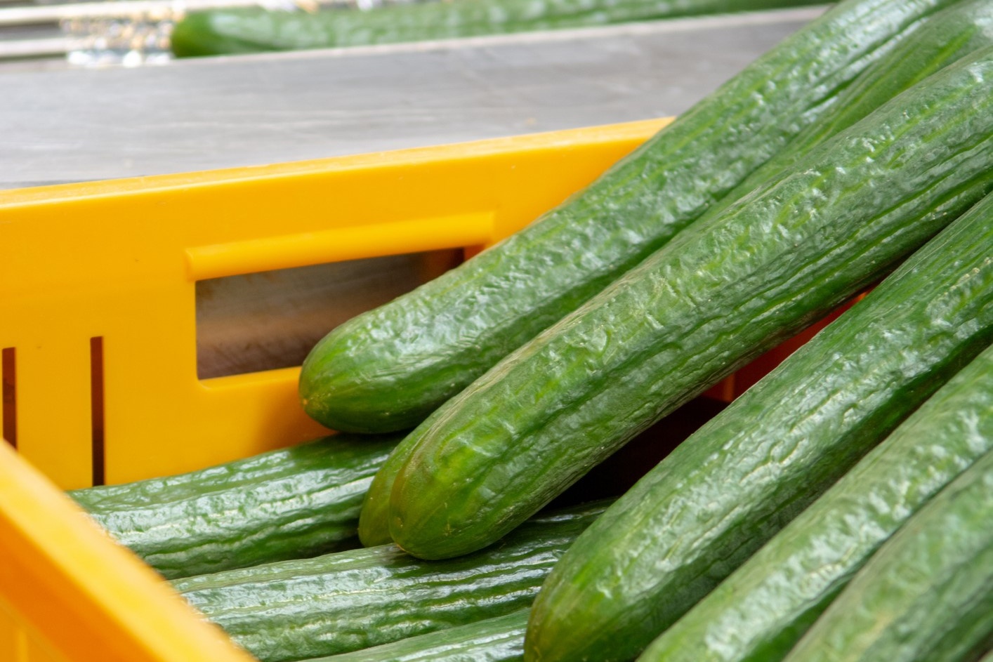 De komkommers zijn zeer goedkoop, dus dat verkoopt erg goed"