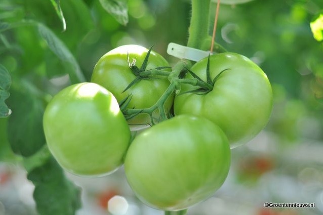 El cultivo otoñal de tomate gana fuerza en BelOrta con el regreso del tomate tipo "beef"