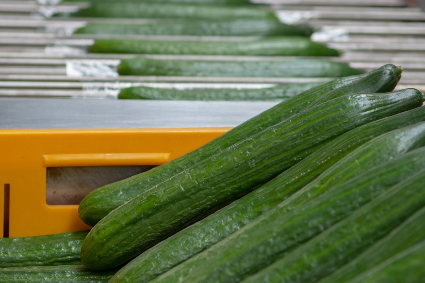 Tomato prices hold steady, cucumber and bell pepper prices decline