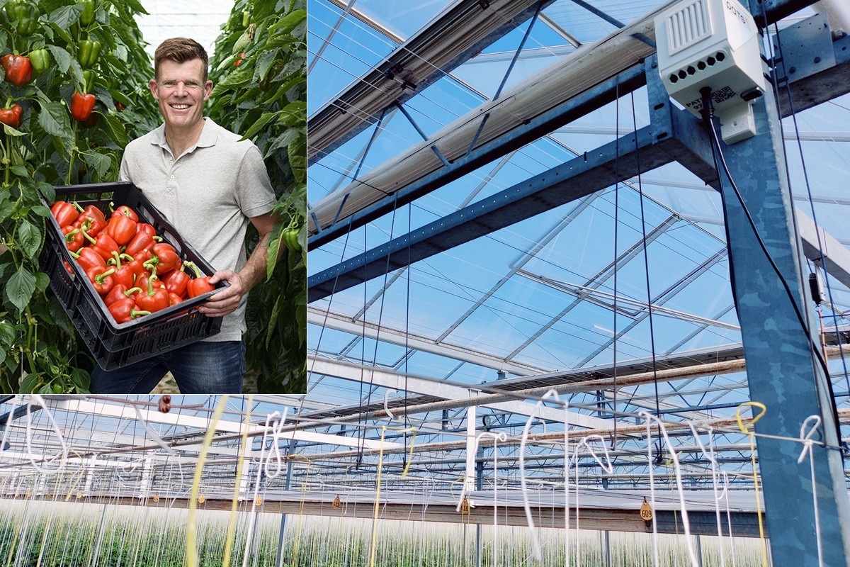 'Data shows significantly reduced tomato looper activity'"