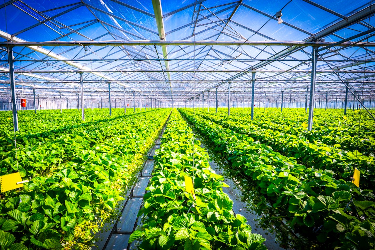 In drie stappen meer licht in de kas