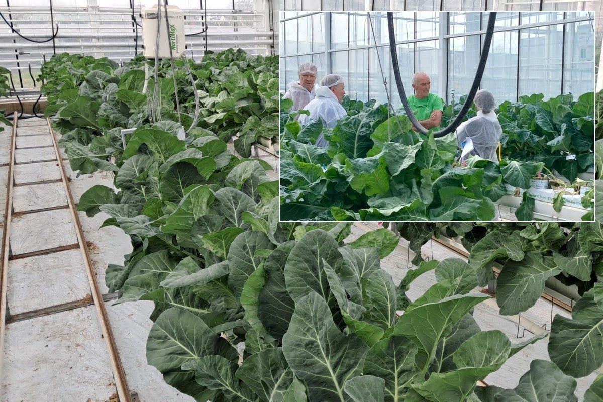New insights into varieties and climate in greenhouse cauliflower ...