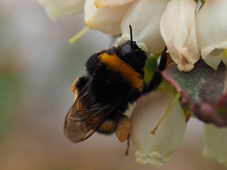 Bee Vectoring Technologies and Biobest enter into cross-licensing agreement