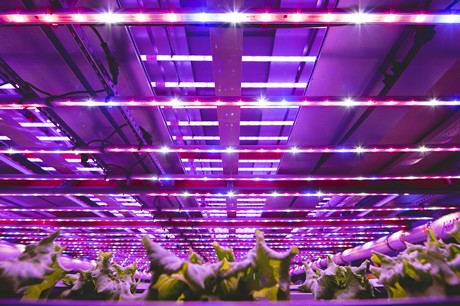 Urban Crop Solutions appoints Tom Debusschere as new CEO