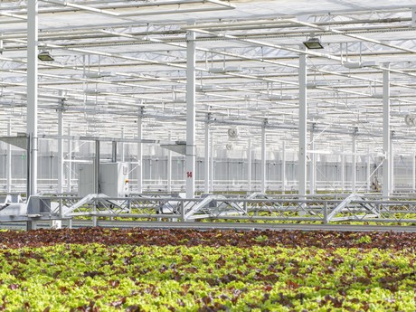 Rijk Zwaan to exhibit at GreenTech in Amsterdam for the first time