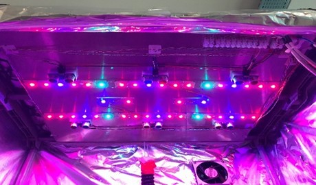 The effects of full-LED system combination on pepper