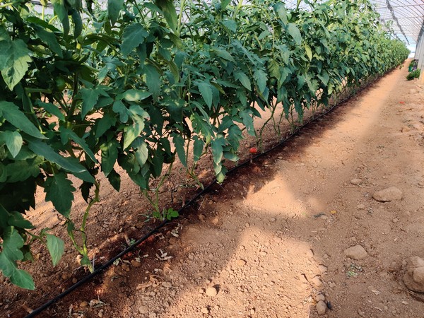 "More stable start of the crop thanks to coco pith"