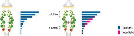 Proven results of LED interlighting for high-wire cultivation?