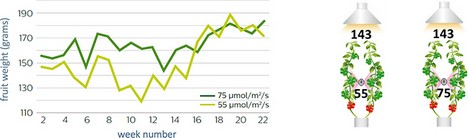 Proven results of LED interlighting for high-wire cultivation?