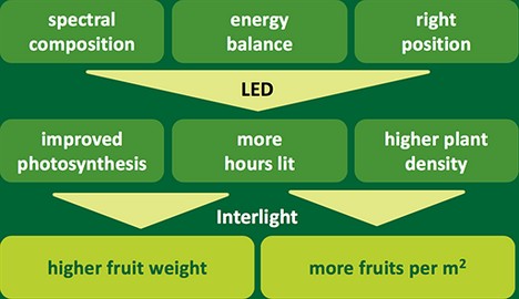Proven results of LED interlighting for high-wire cultivation?