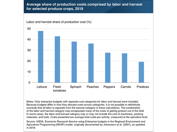 US: Labor shortages at critical times can lead growers to leave product ...