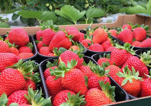 Polish producers attracting Poles to pick strawberries