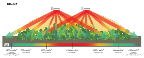The keys of uniformity for plant growth