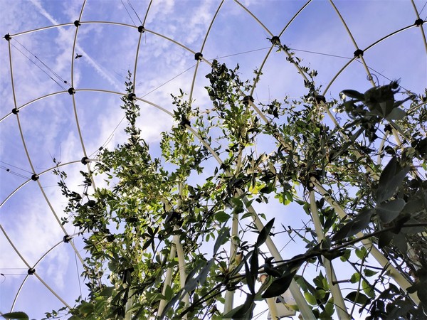 Eco-friendly plant canopies and urban furniture provide high-tech ...