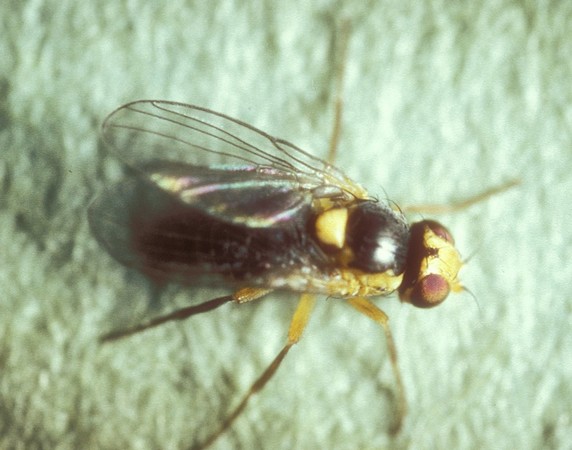 UK: biological features of the leafminers, Tuta absoluta and Liriomyza spp.