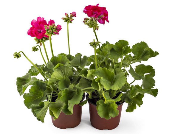 Evaluation of geranium cultivars and biorational products to control ...