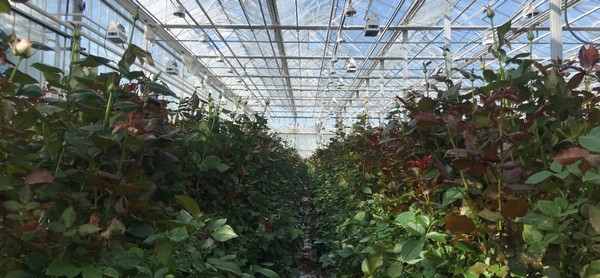 Midstream Lighting neemt Hyperion Grow Lights over