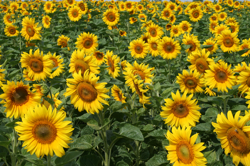 US (CO): Denver airport sunflower fields near peak bloom