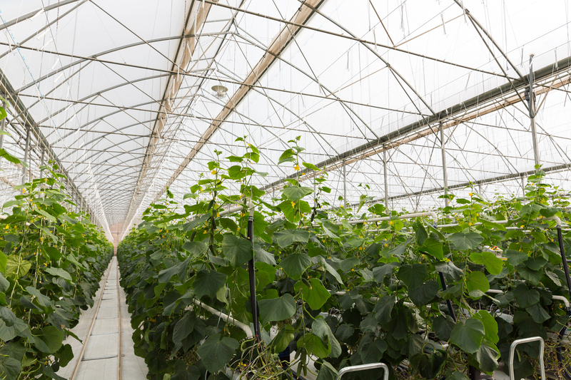 Understanding plants' circadian rhythm