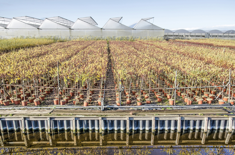 US (NY): Landscaper turns vacant land in Slingerlands into a tree nursery