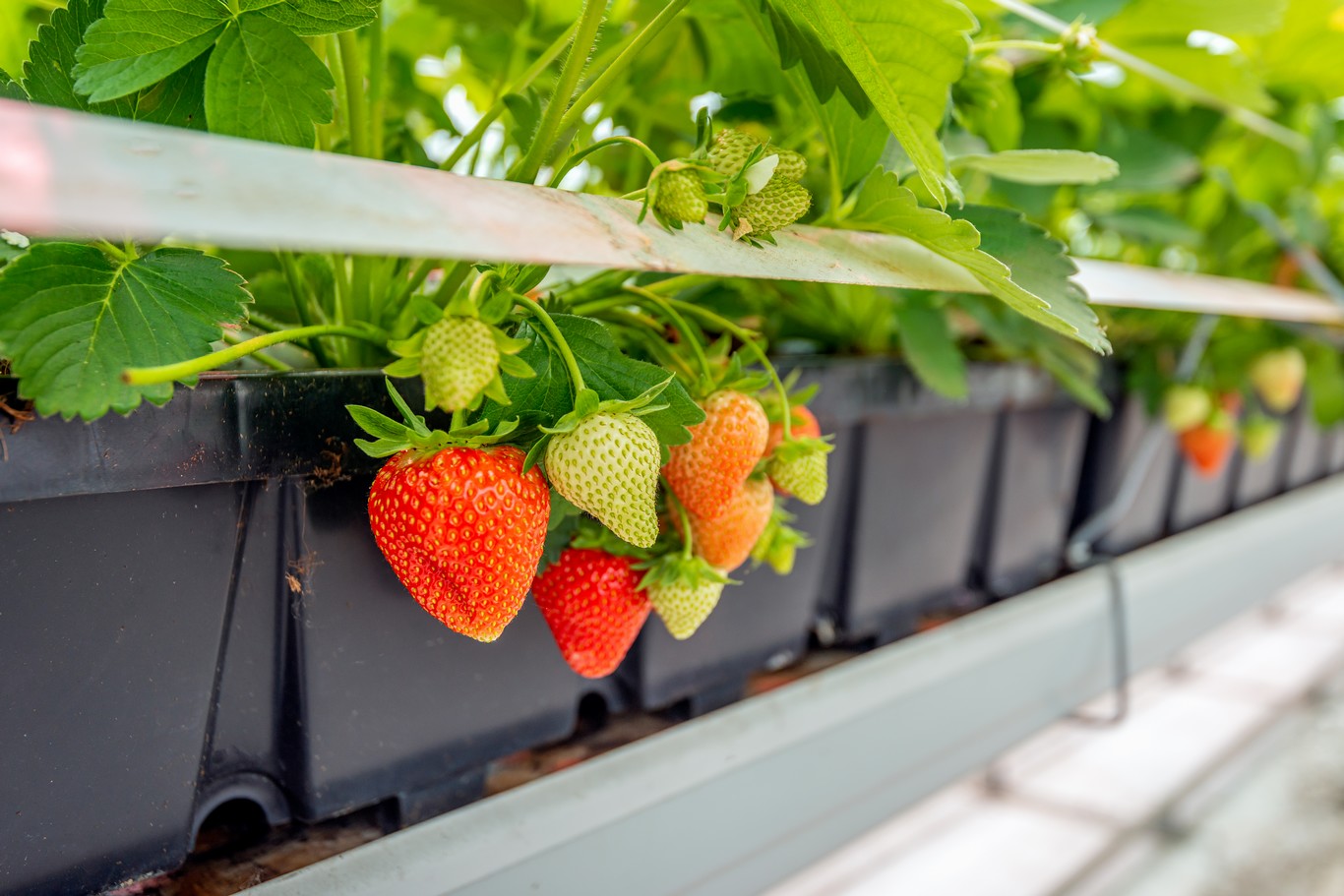 China: Changfeng County sees strawberry industry thrive
