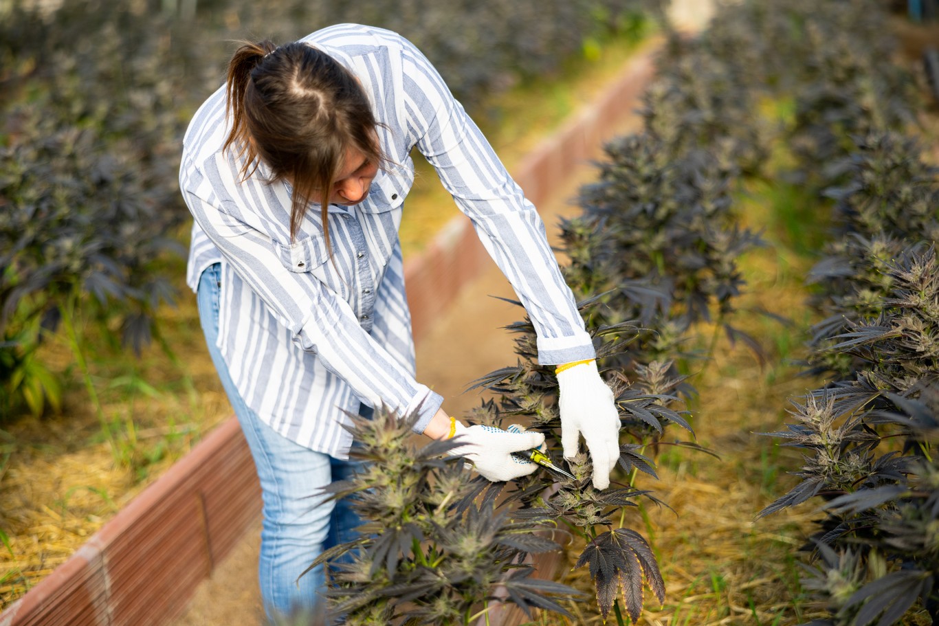 GrowthStalk Holdings acquires 40% of Hash RX