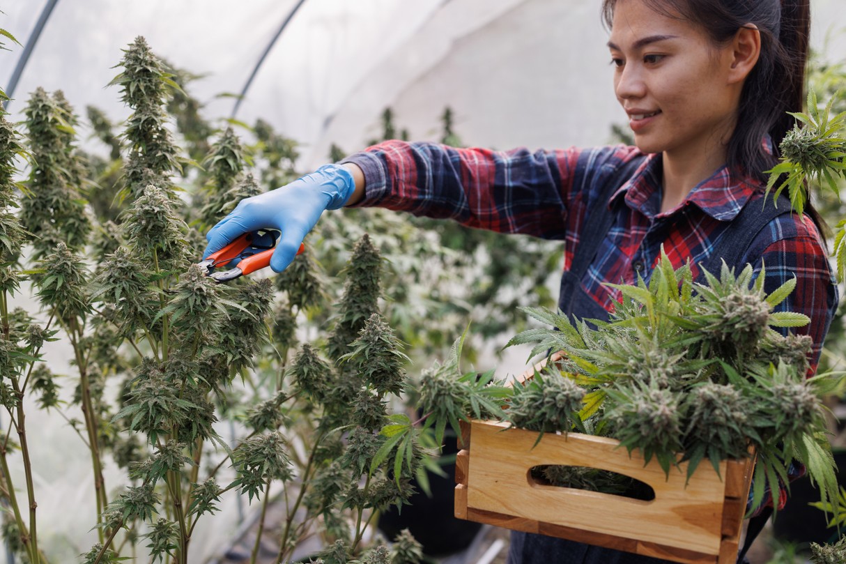 Illicit Brand parent company launches largest employee stock ownership ...